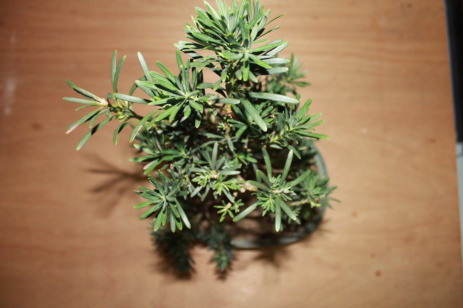 Yanashimi Bonsai: Before : Luo Han Song / Buddist Pine / Podocarpus