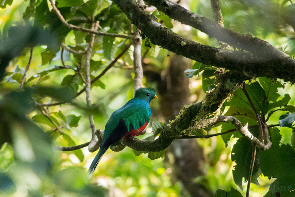 Foture: Ketsal, Pharomachrus mocinno