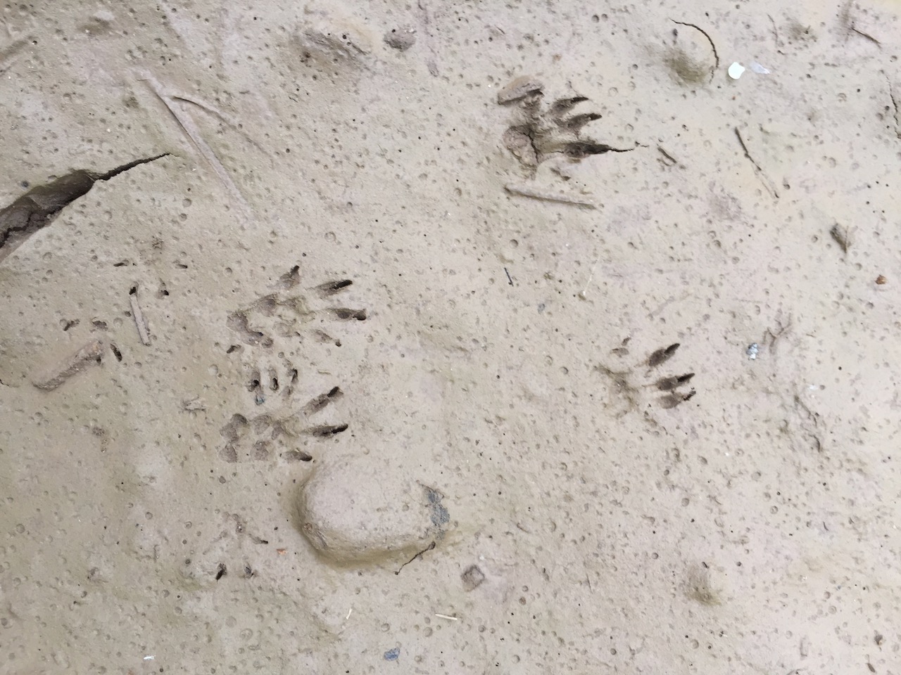 Julie Zickefoose on Blogspot: When You Don't Know