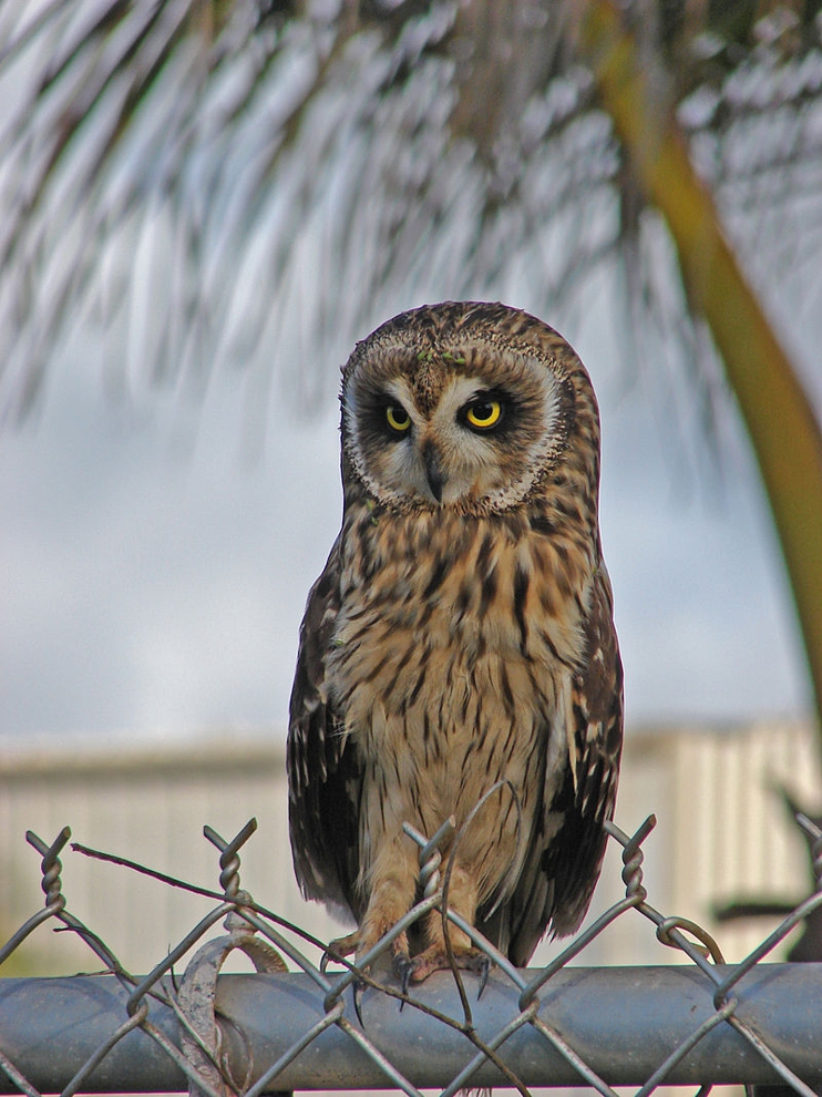 HAWAIIAN OWL
