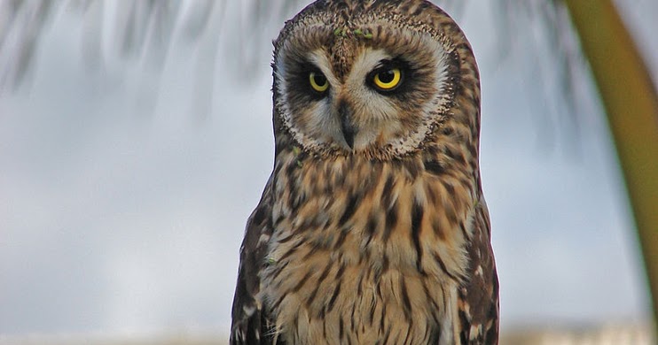 HAWAIIAN OWL