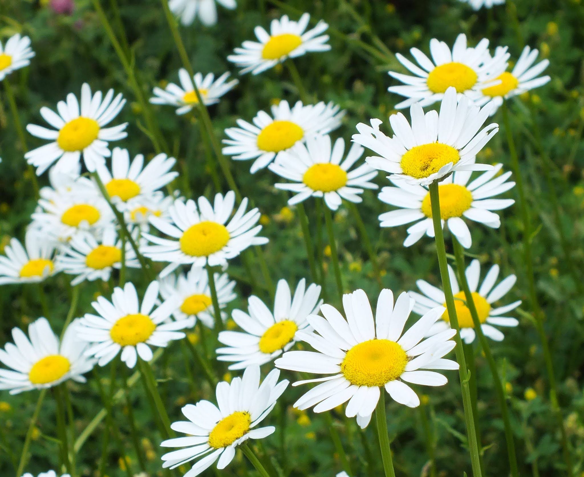 what is the national flower of denmark