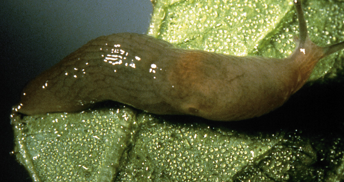 Dr. Dan's Garden Tips: Sabotaging the Slug Society