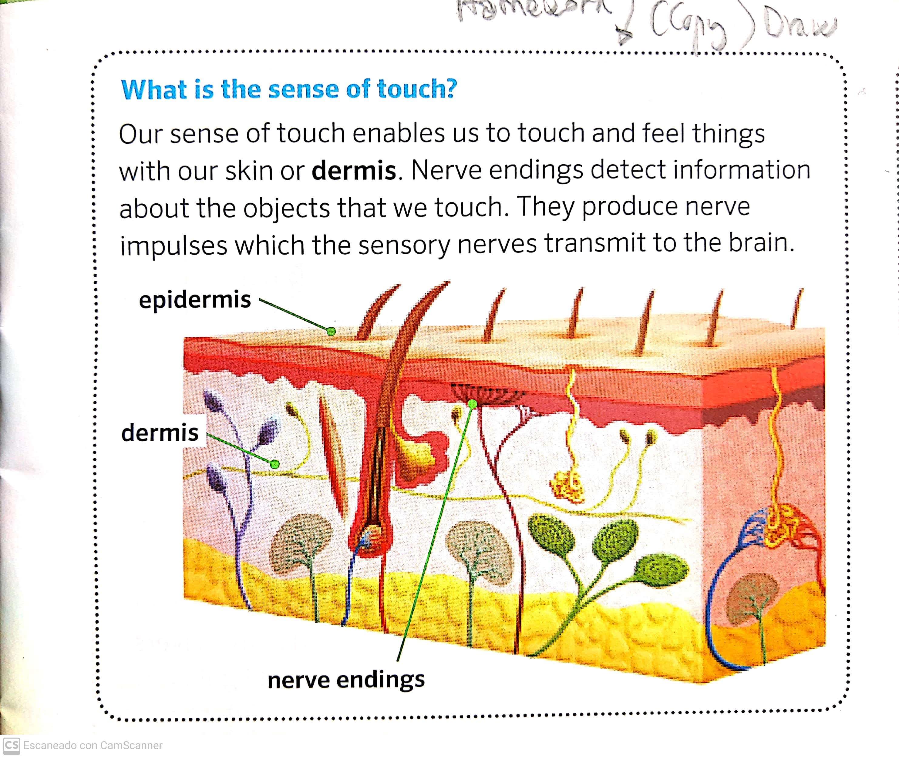 El blog del profe Javier: How does the nervous system work??
