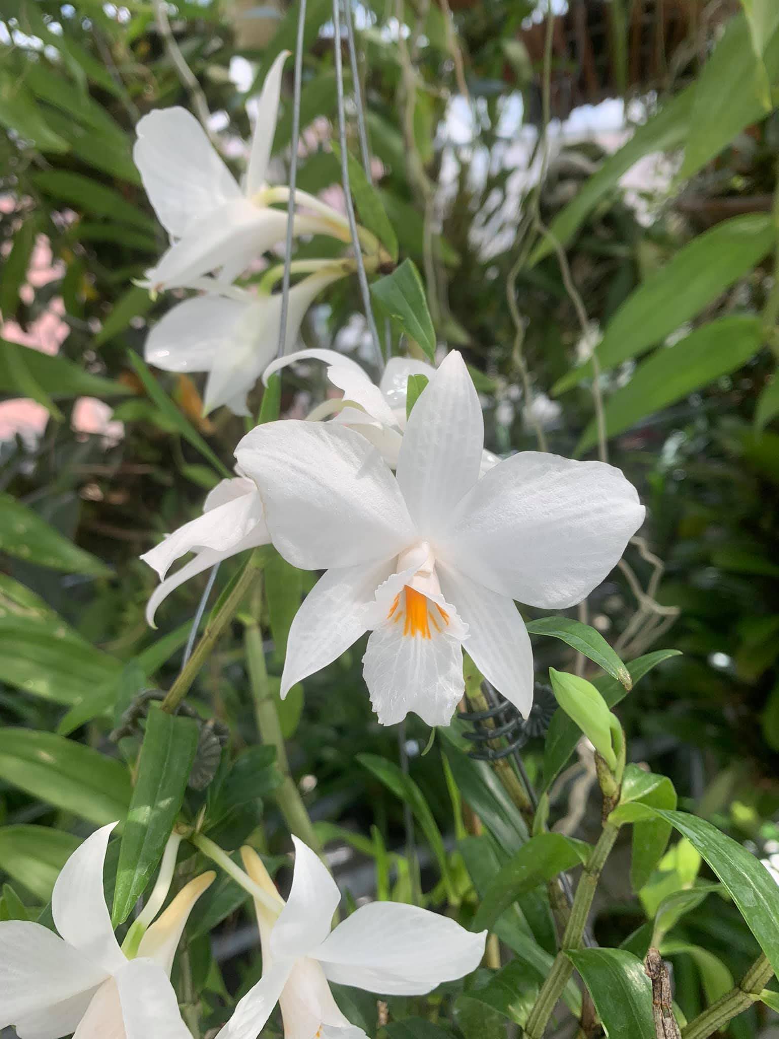 Dendrobium infundibulum Lindl.