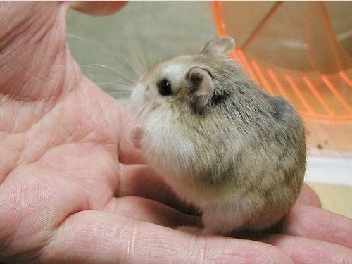 Dwarf Hamsters ~ Hamster Care and Advice