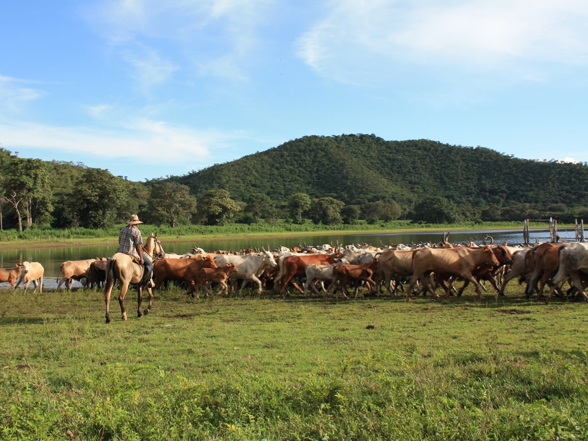 Llanos y leyendas.: Tradicionalmente, la mayor actividad económica ...