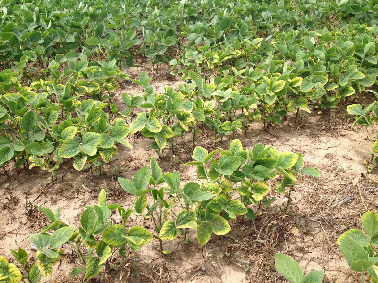 Grain Crops Update: Kentucky's No. 1 Nutrient Deficiency in Soybeans ...