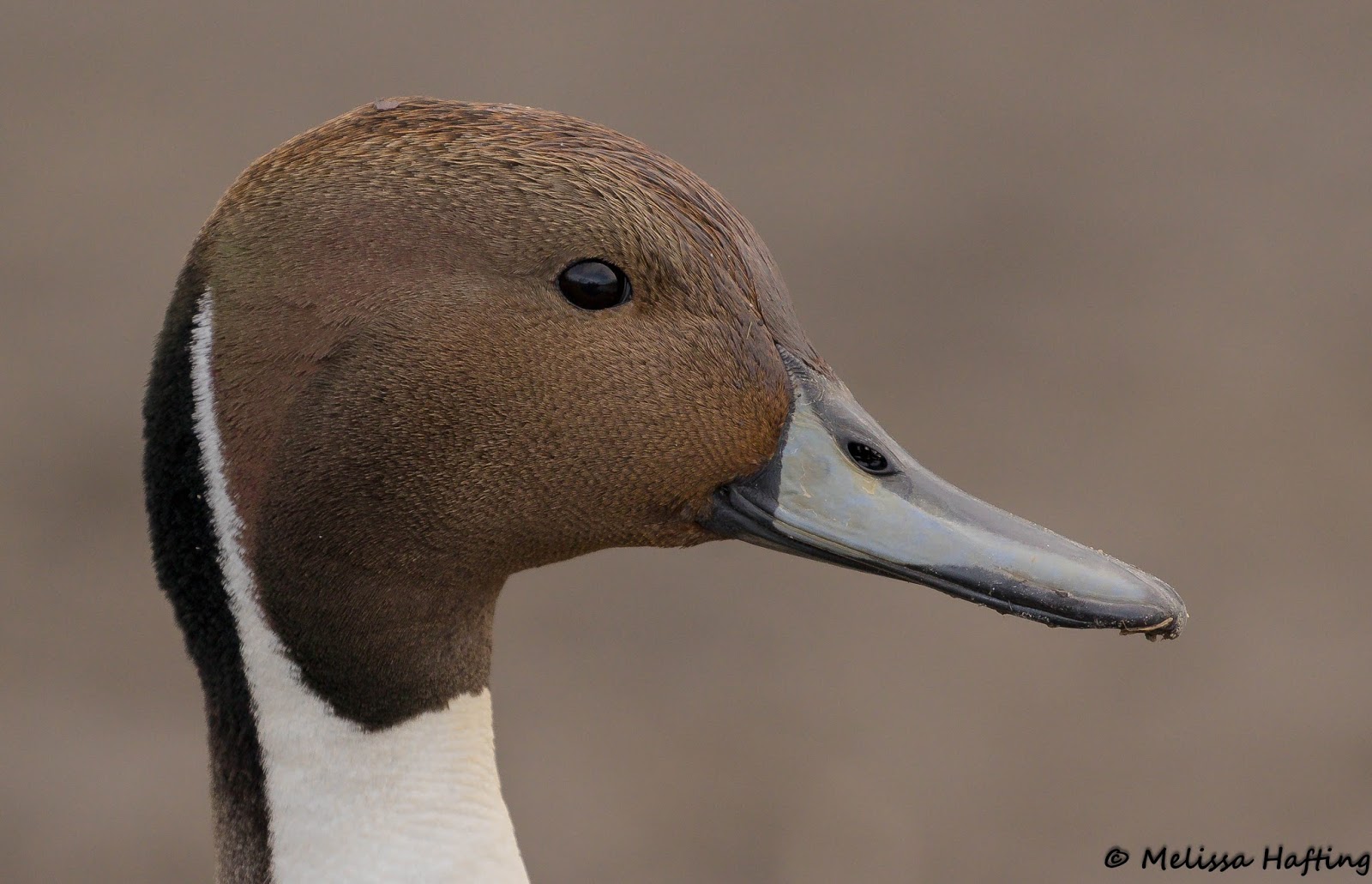 Northern Pintail Hen