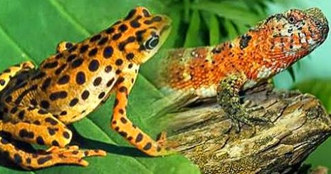 Rare Lizards, Frogs and Scorpions Mysterious Business In Pakistan ...