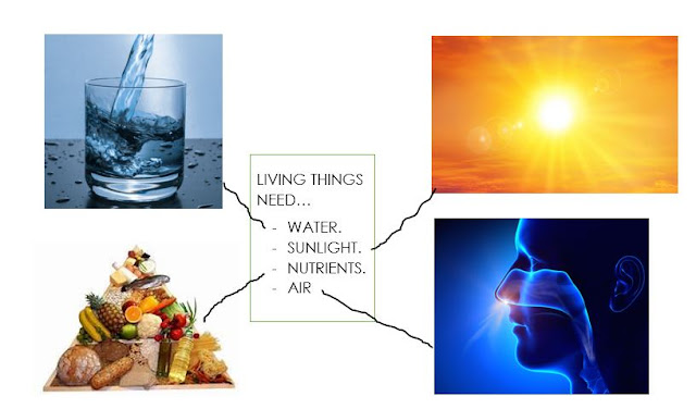 Science and English Year 1: SCIENCE U.3. LIVING THINGS