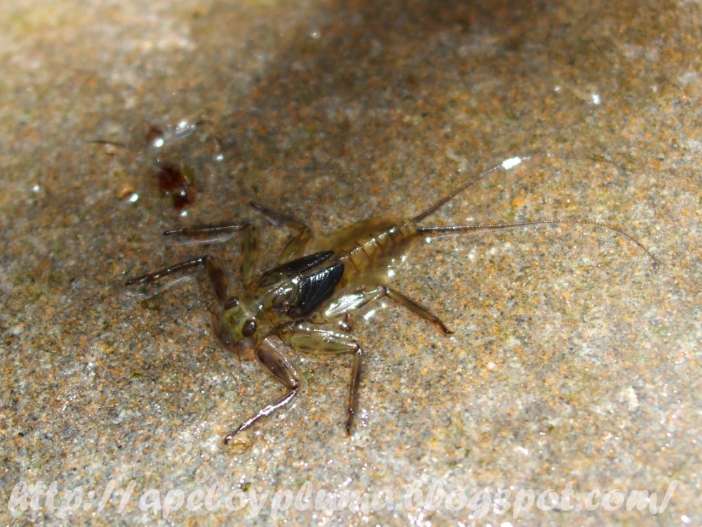 A pelo y pluma-- Flyfishing blog: Es que tenía un par de día libres...
