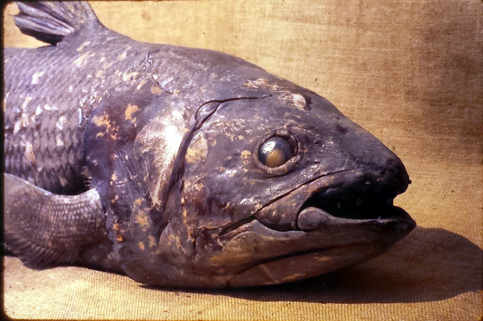 blog paleontologico de carolina: UNA TARDE CON EL CELACANTO