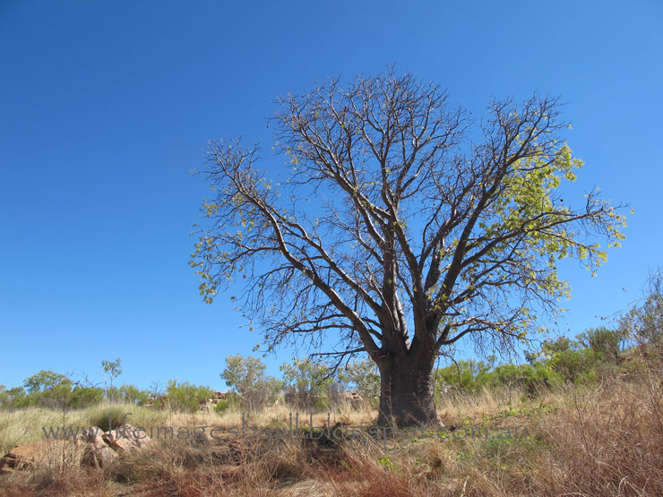 Life Images by Jill: The Boab tree - Adansonia gregorii