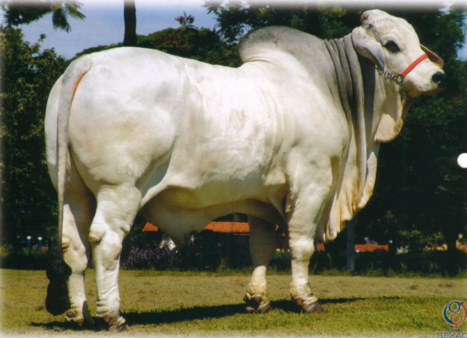 CONOCIMIENTO DE LA ENTIDAD: TEMAX, YUCATÁN, "Tierra de monos"