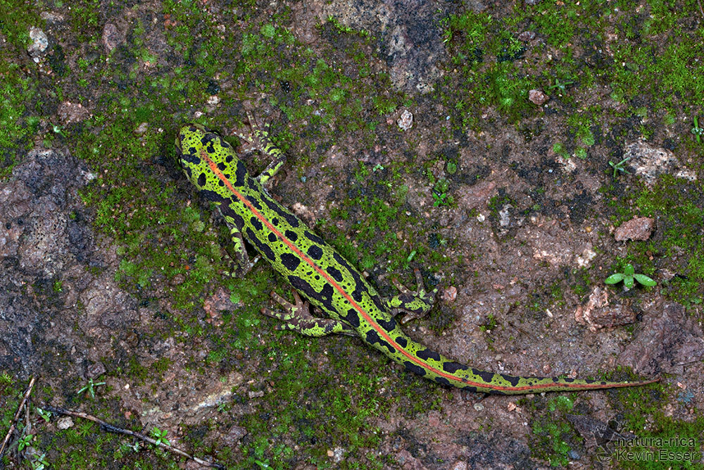 nature photography + herping : Algarve, Portugal, part II