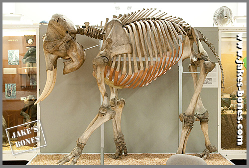 Looking closely at an Indian elephant skeleton : Jake's Bones