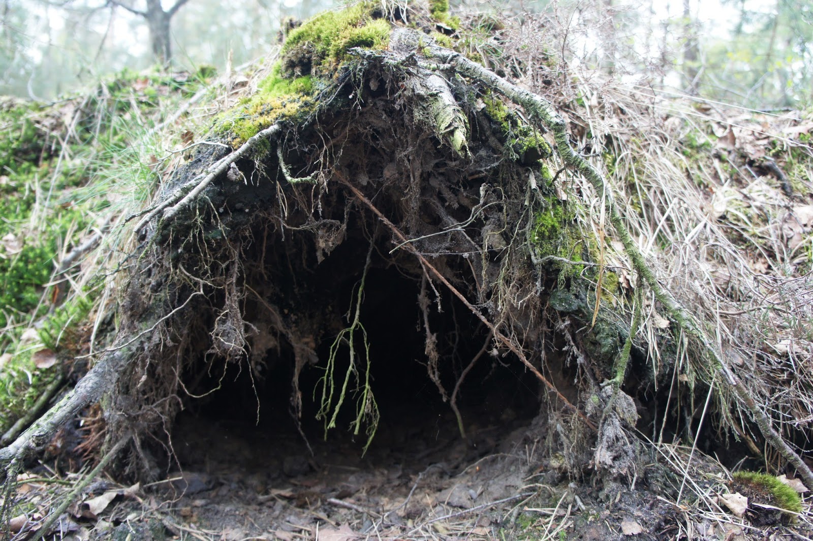 Hoofdzaken.: De boze bostrol.