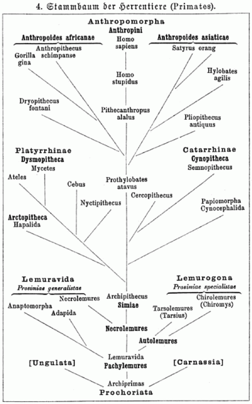 The Genealogical World of Phylogenetic Networks: What is "Haeckel's ...