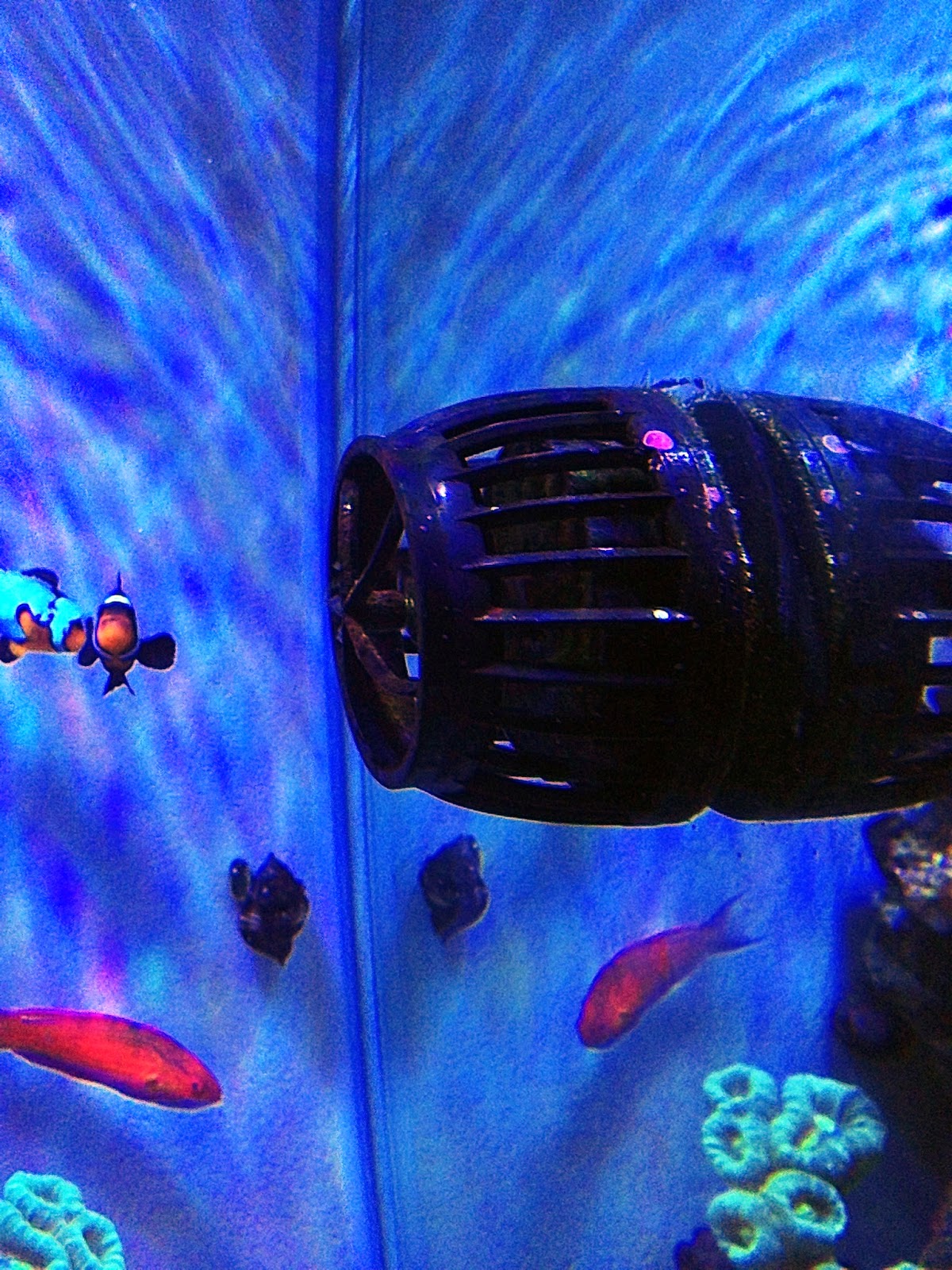 VorTech MP10: A Product Review | Reef2Reef