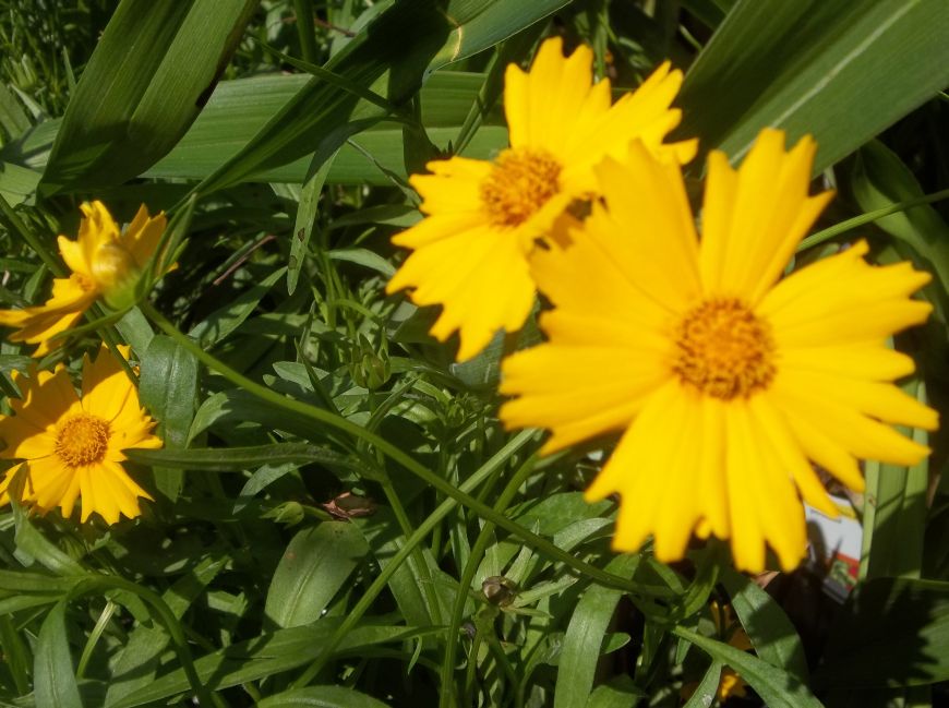 Future Plants by Randy Stewart: Coreopsis