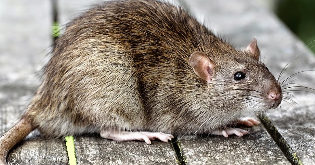 Fieggentrio: Zwerver wordt in een metro gewekt door een rat! (filmpje)