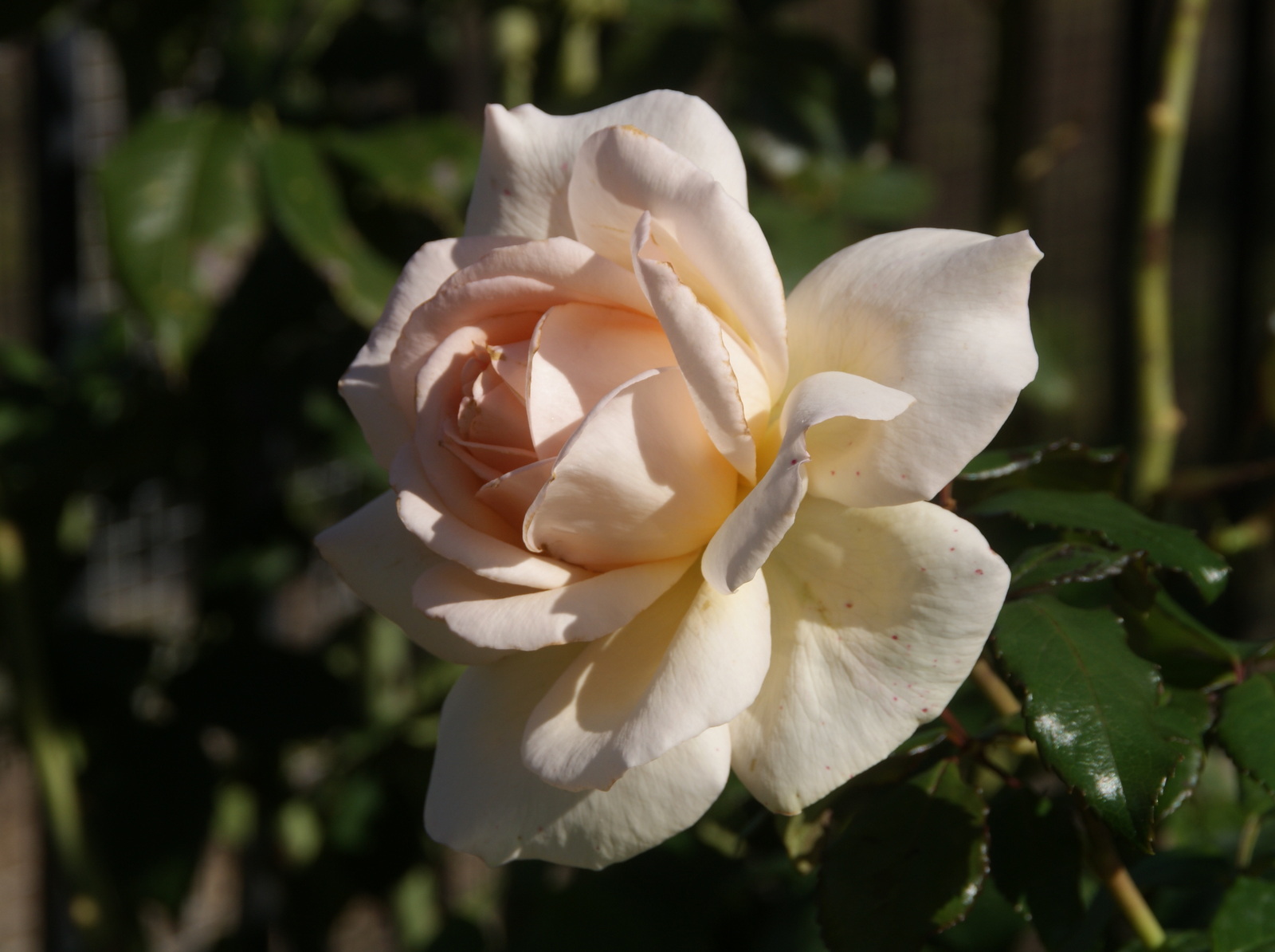 Organic Garden Dreams: September Roses