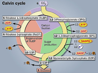Bio Gallery: Calvin Cycle Images Gallery
