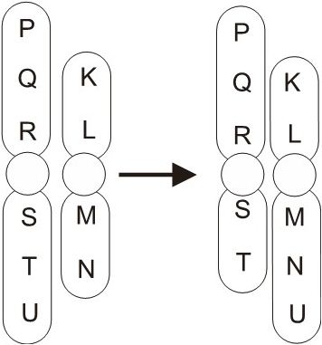 Mutasi dapat terjadi pada kromosom yang patah dan terlepas. kemudian ...