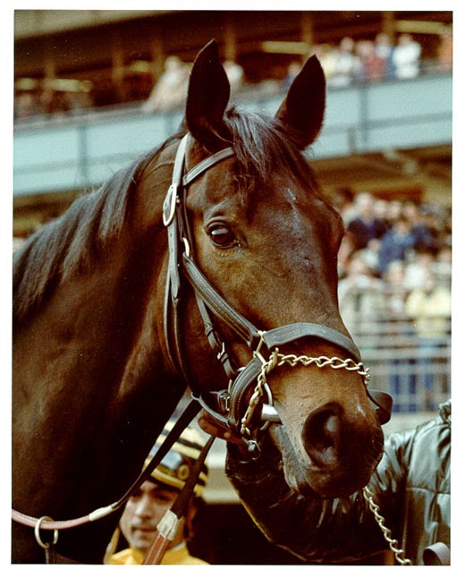 Los Pingos de Todos: Forego