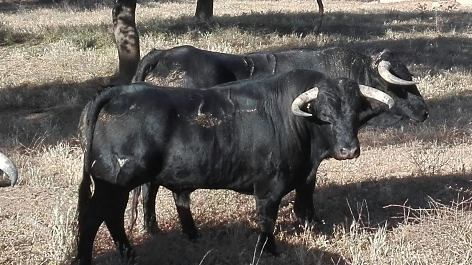 Lascosasdeltoro: Exclusiva. LOS NOVILLOS PARA EL 16 DE JULIO EN ALCUDIA ...