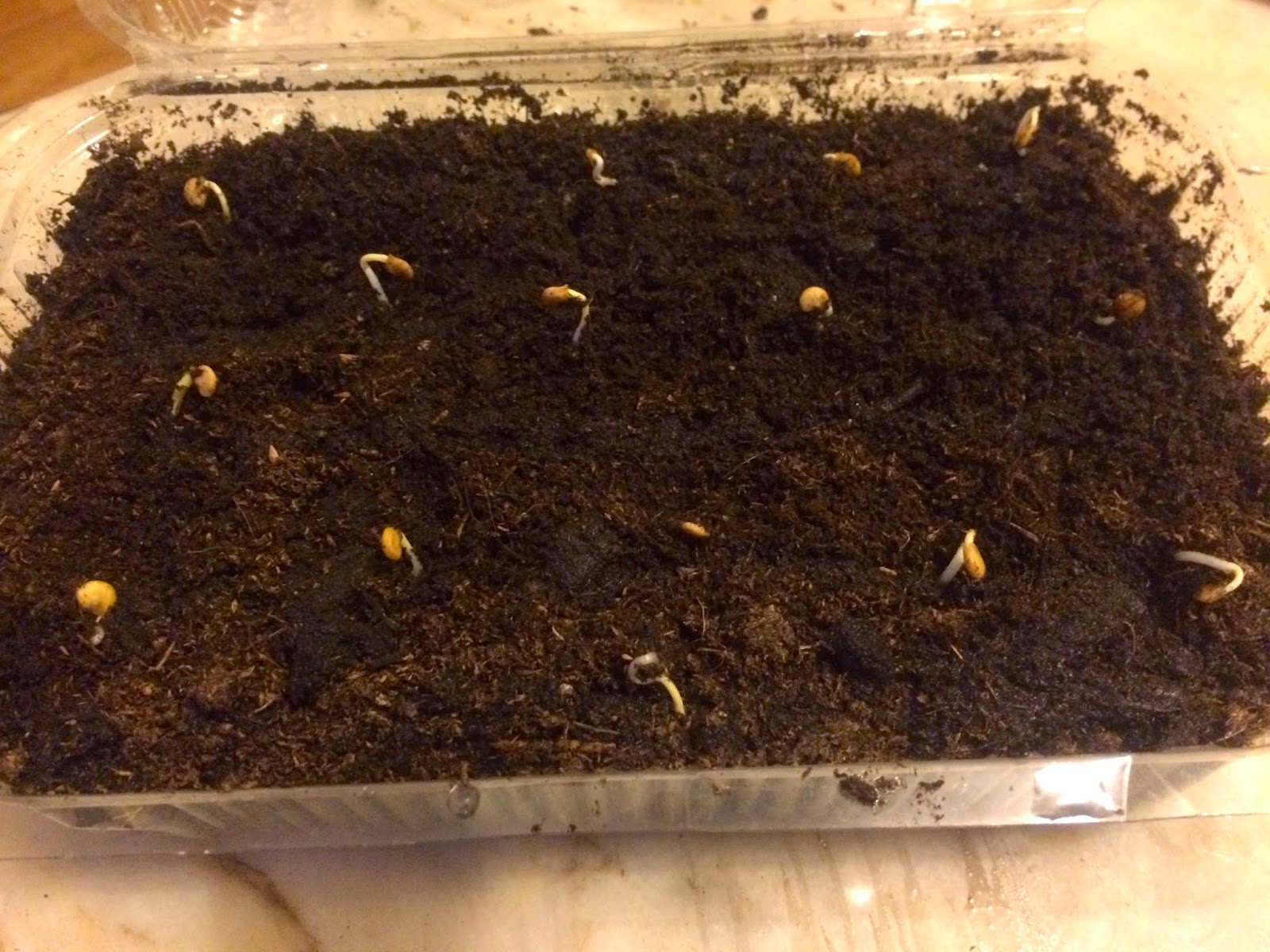 LE POTAGER DE BALCON DE MADAME LAITUE À PARIS : mai 2015