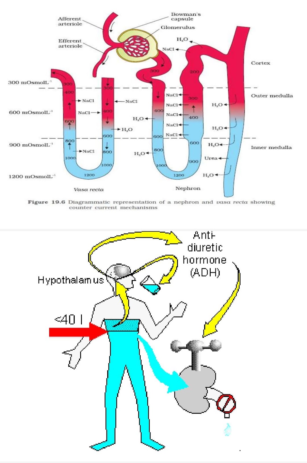 Excretory System & the Elimination of Waste Products