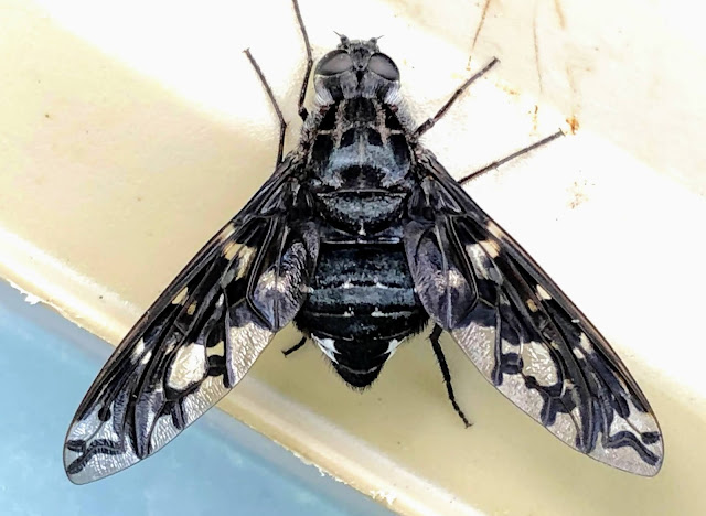 Springfield Plateau: Tiger Bee Fly