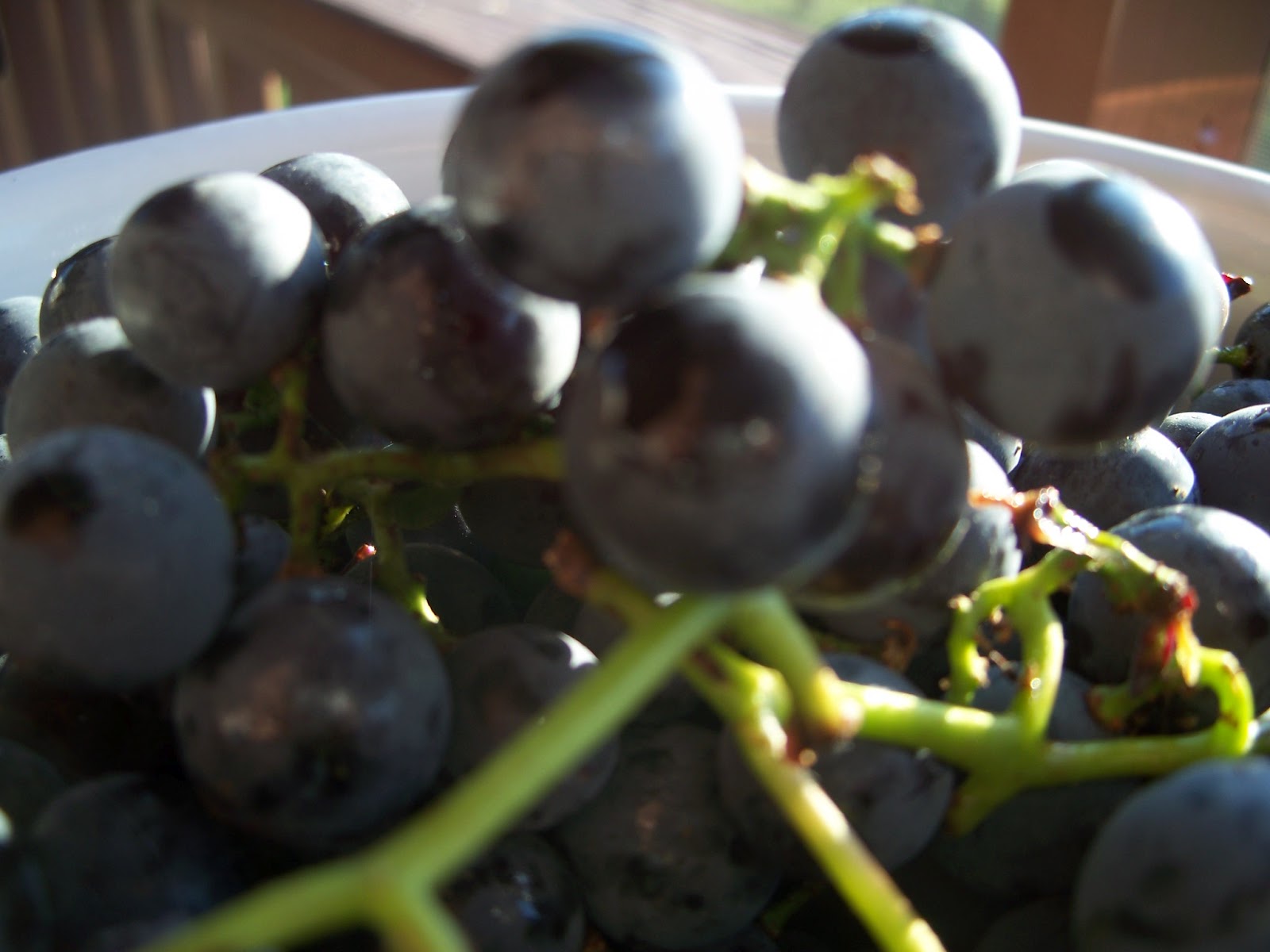 Raisin' Acres Farm: Concord Grape Time