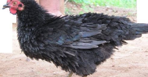 ABUKE/IYAYA OKUKO (FRIZZLE CHICKEN): IGBO TRADITIONAL CHICKEN