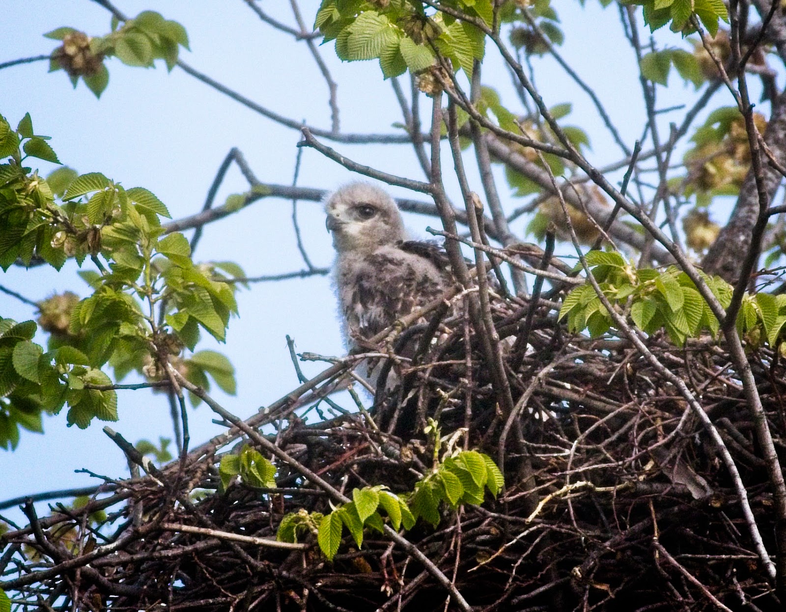 Laura Goggin Photography: This week's Tompkins Square hawk chick update