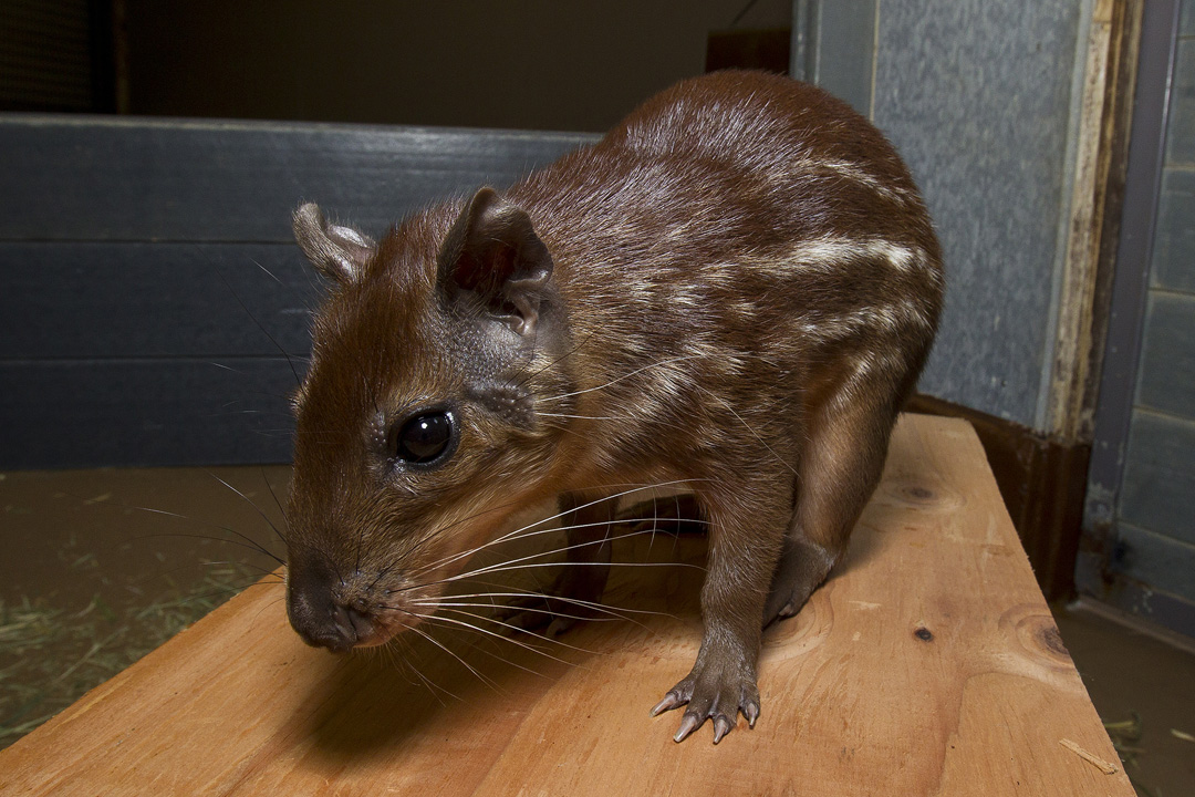 Paca