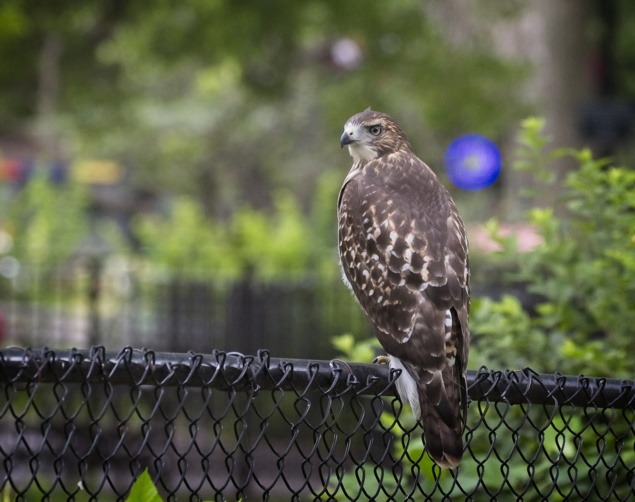 Laura Goggin Photography: A few hawk pics for the long weekend