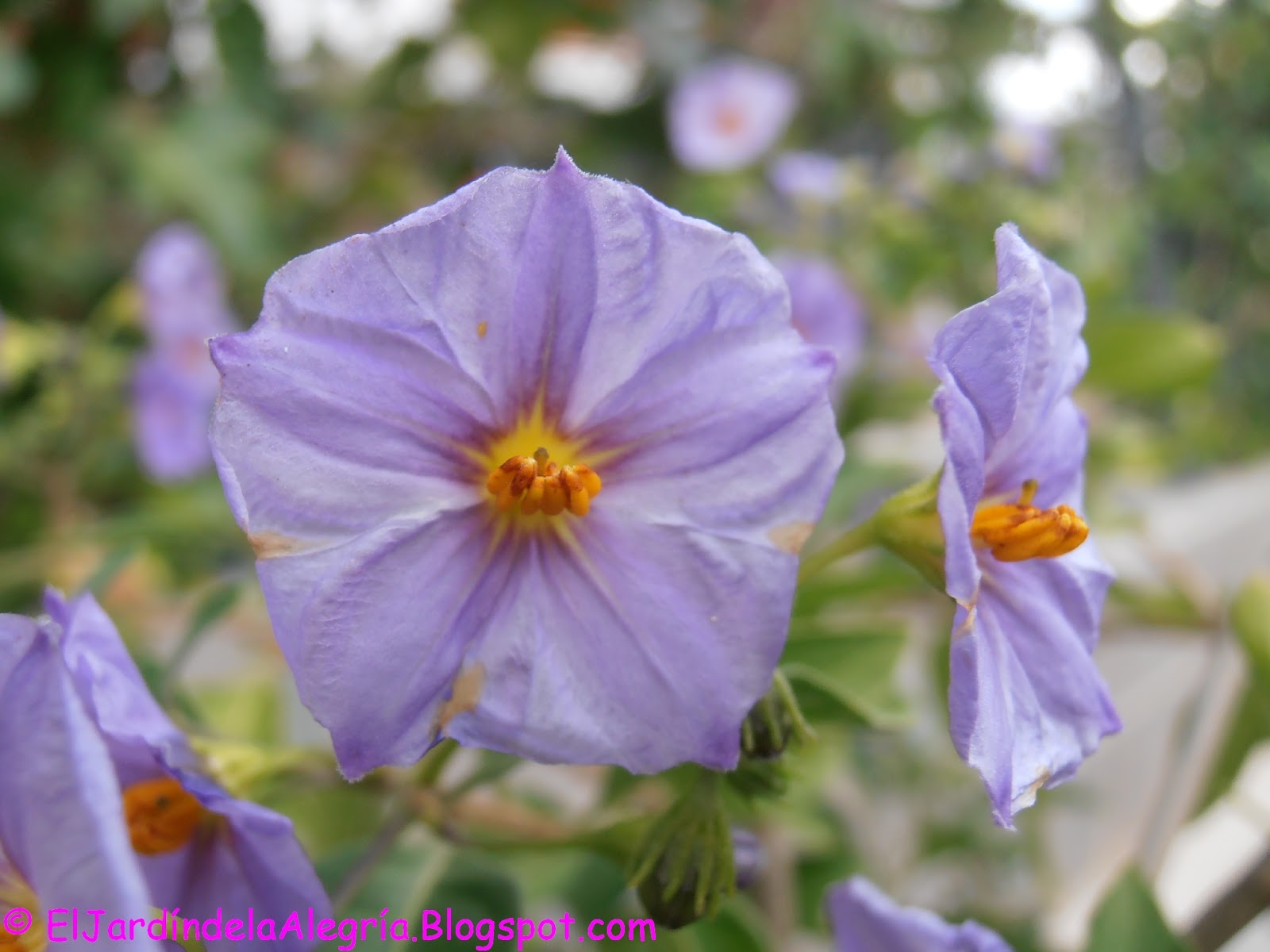 El jardín de la alegría : Solanum rantonnetii, el Solano de flor azul o ...