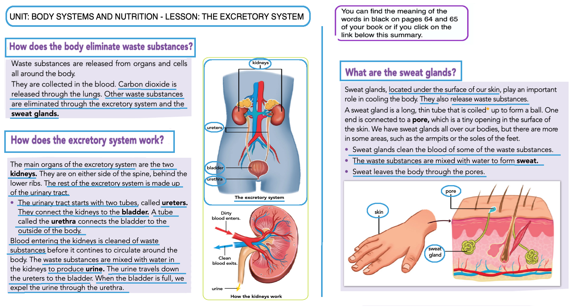 Blog de 4º de Primaria: NATURAL SCIENCE - YEAR 4 - UNIT: BODY SYSTEMS AND HUMAN NUTRITION ...