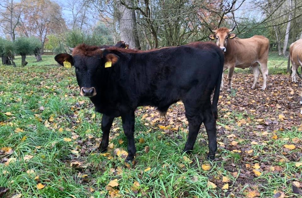 The Breeding-back Blog: Second generation Auerrind calves