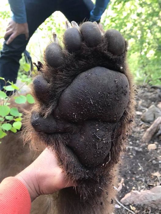 Rock Art Blog: POLYDACTYLISM IN ROCK ART - BEAR PAW PRINTS, PART 1: