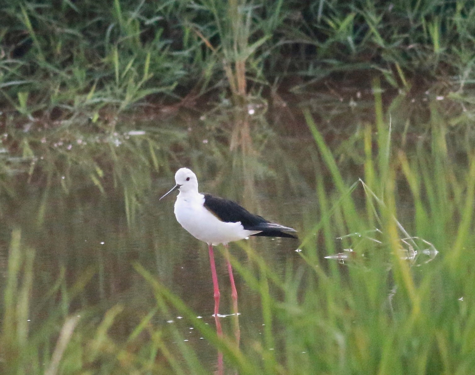 Ron-Nature-Adventures: Common Birds of Paddy Fields - Dec 2015 to Jan 2016