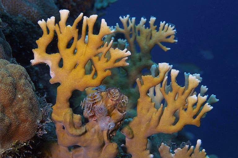 Bahaya Karang Api Dan Cara Menanganinya Jika Tersengat. Penyelam Wajib ...