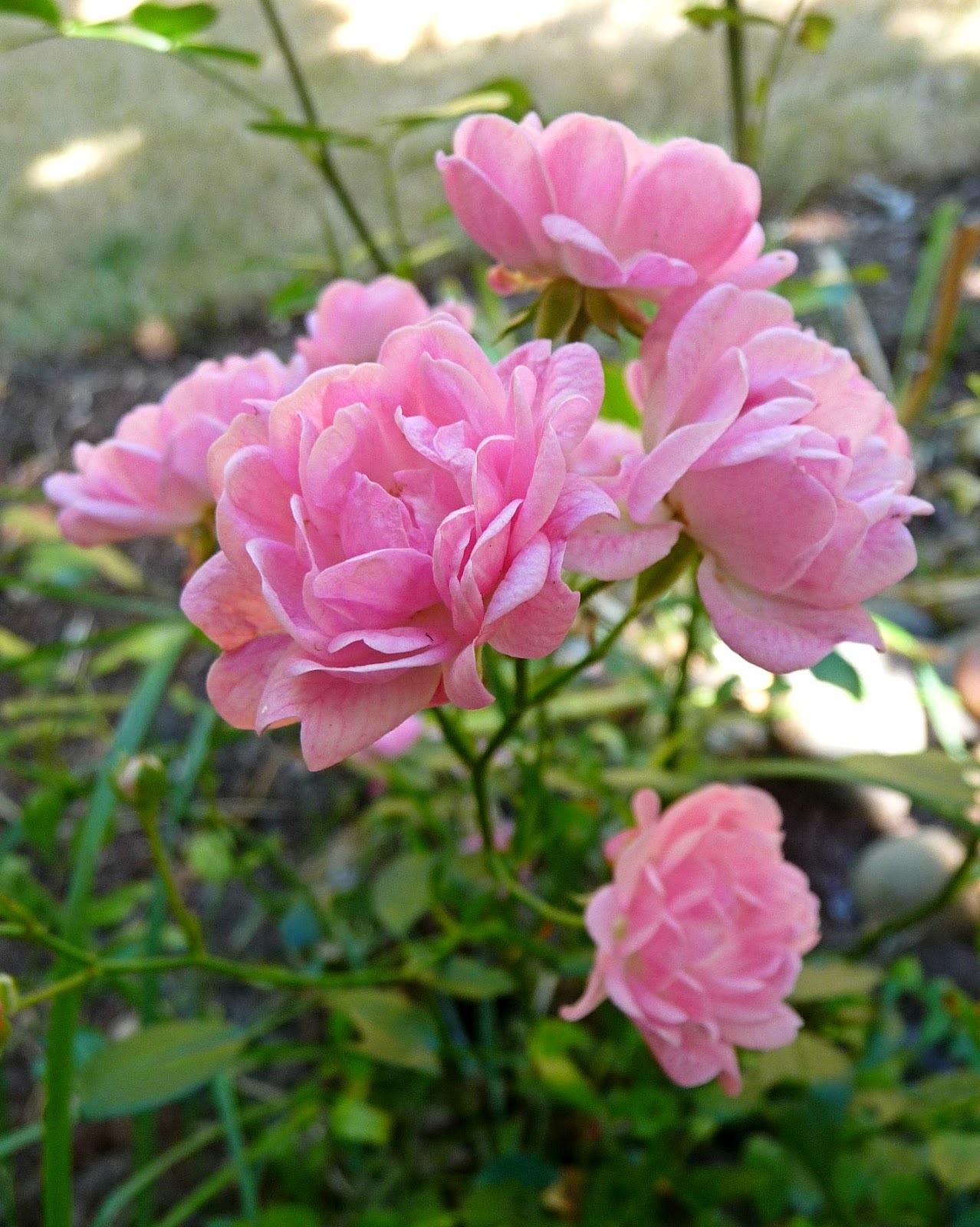 RosalieWakefield-Millefiori: I Will Now Brazilian Embroider a Teacup