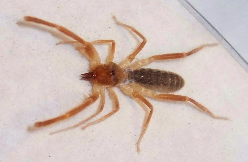 Araña camello o solífugo (Solifugae)