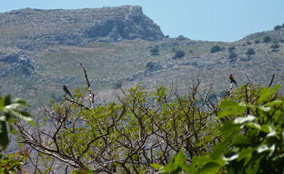 Axe Birding: Lindos, Rhodes, Greece - The Birds