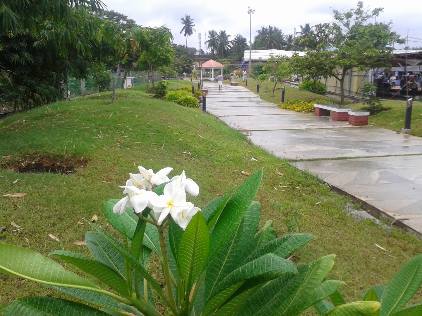 explorerkerala.com: Plumeria-traditional flower of Kerala with ...