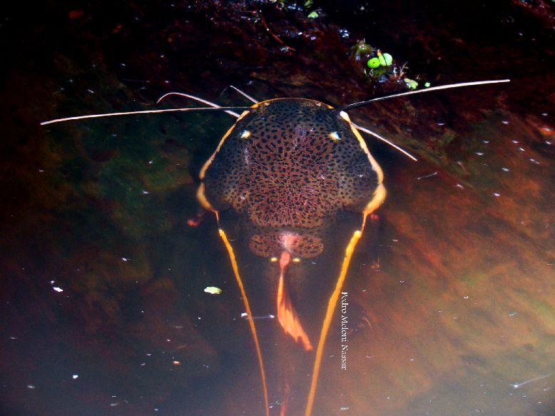 Fauna Brasileira: pirarara